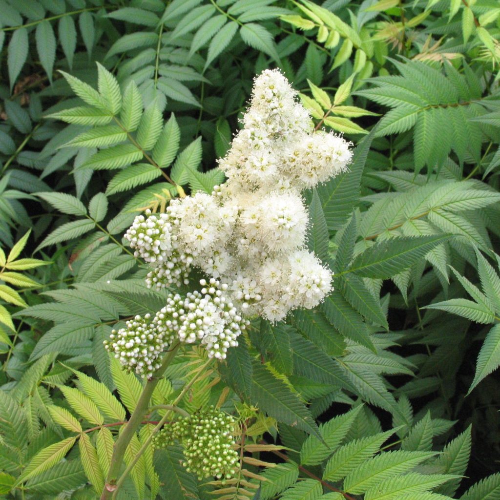 Sorbaria sorbifolia - Multiplants