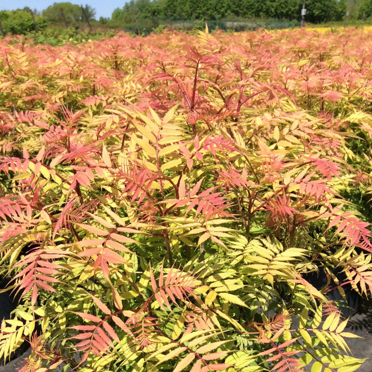 Sorbaria sorbifolia ‘Sem’ – Multiplants