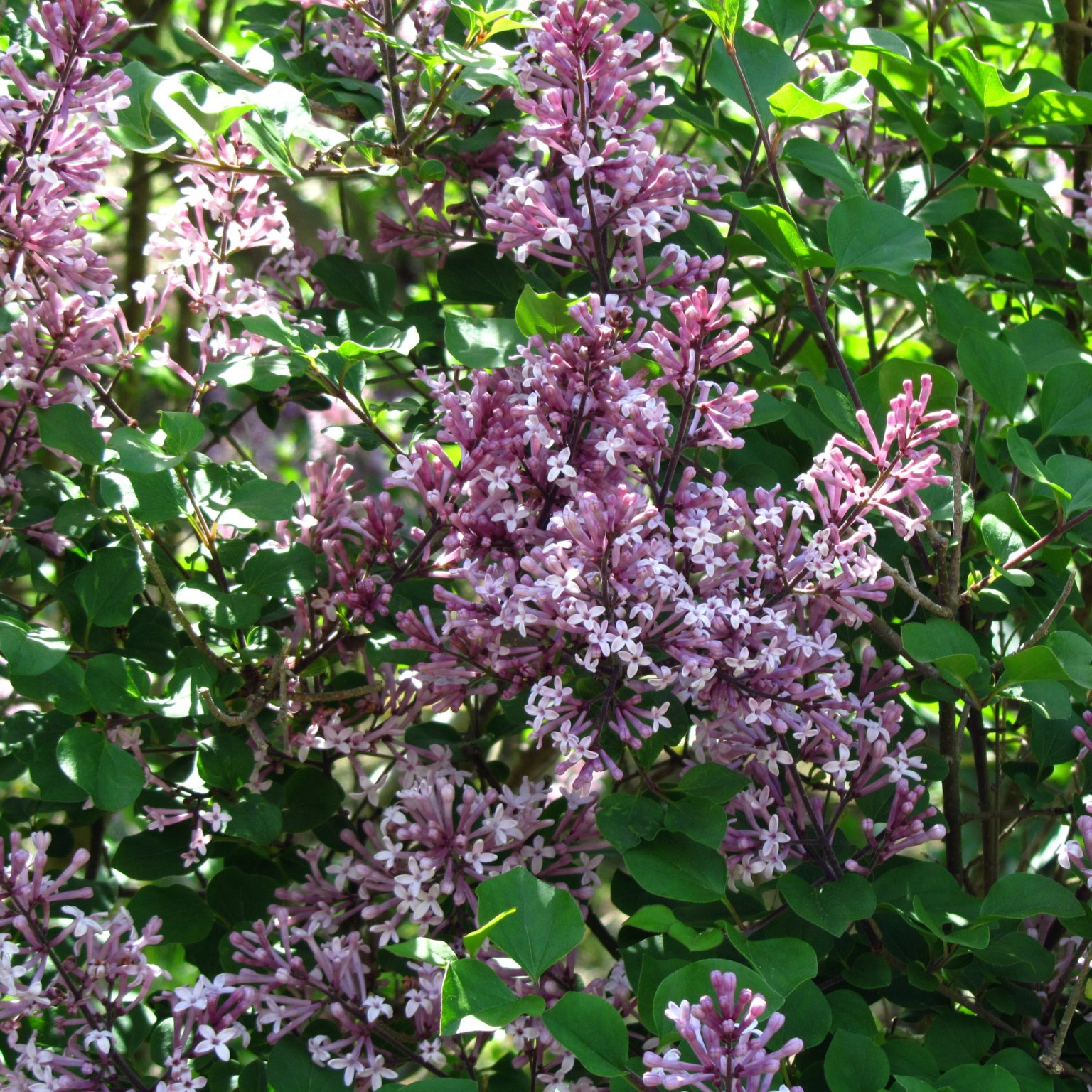 Syringa meyeri 'Palibin' - Multiplants