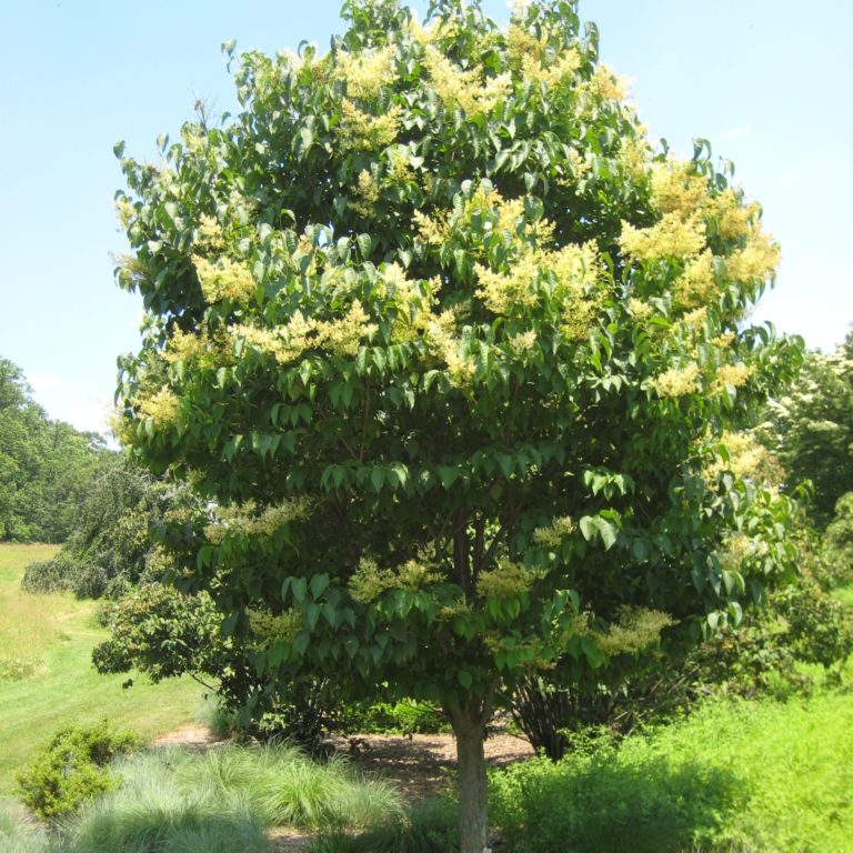 Populus deltoides 'Siouxland' - Multiplants