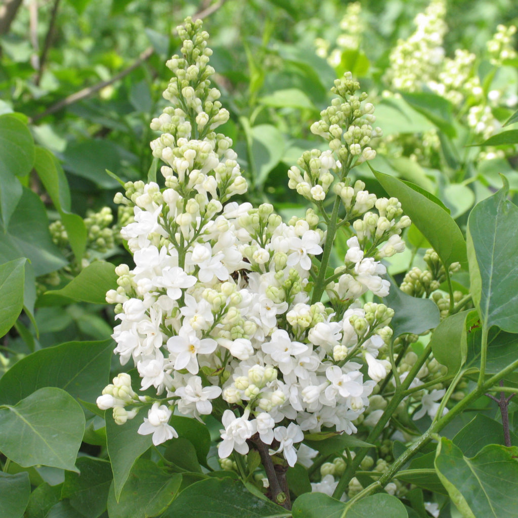 Syringa reticulata ‘Ivory Silk’ – Multiplants