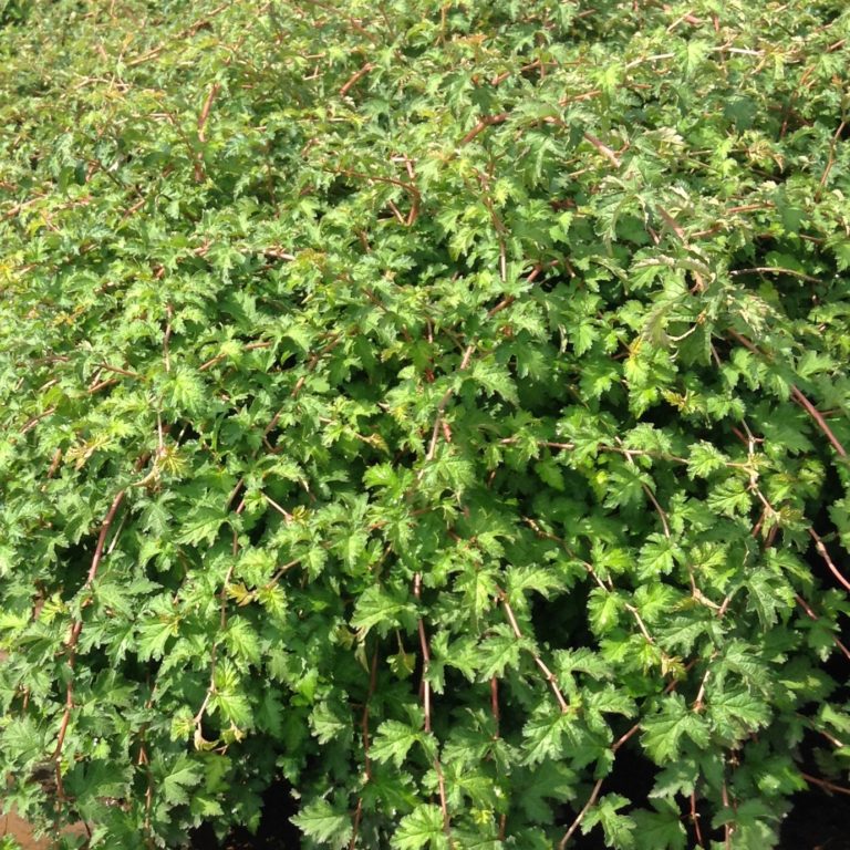 Stephanandra incisa 'Crispa' - Multiplants