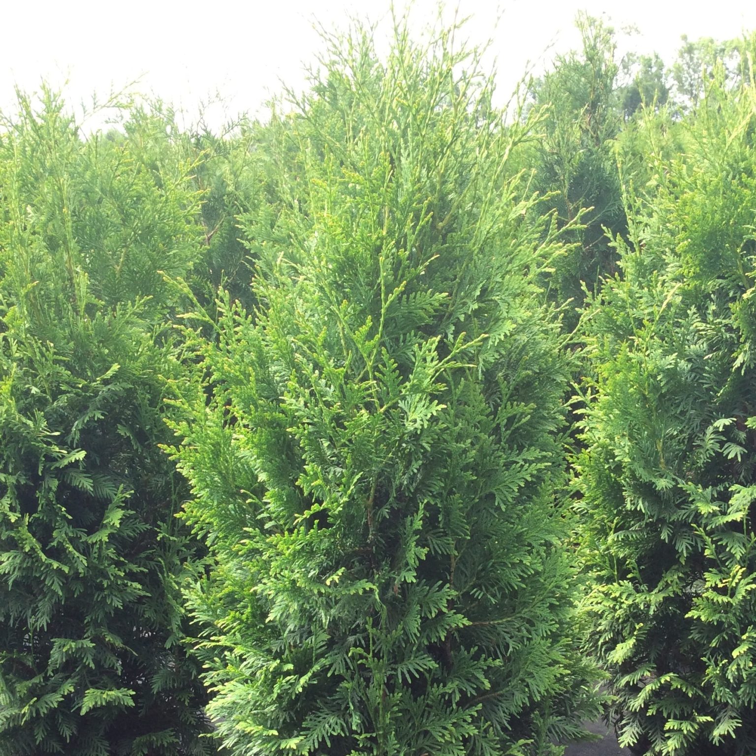 Thuja 'Nigra' - Multiplants