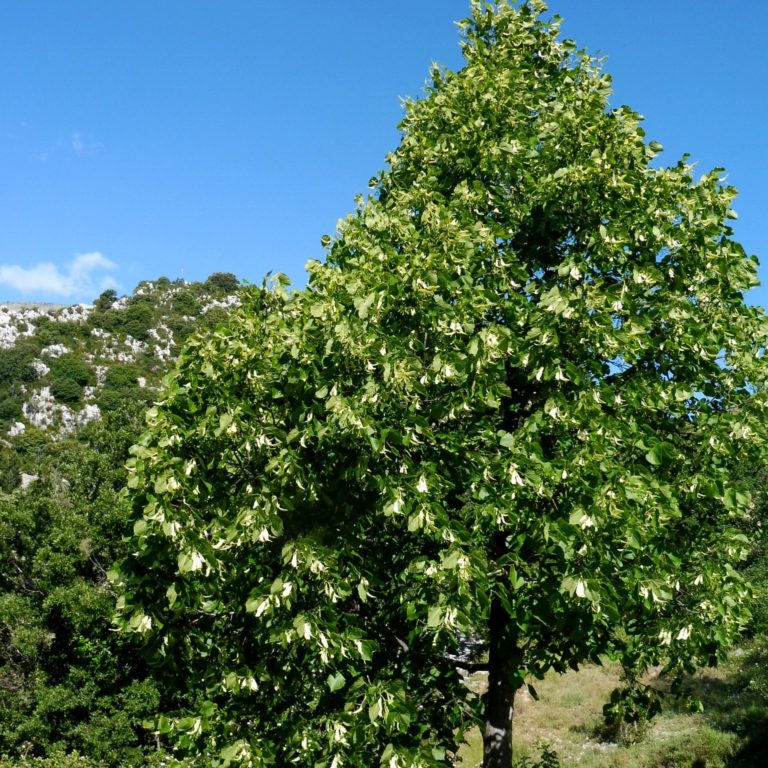Populus deltoides 'Siouxland' - Multiplants