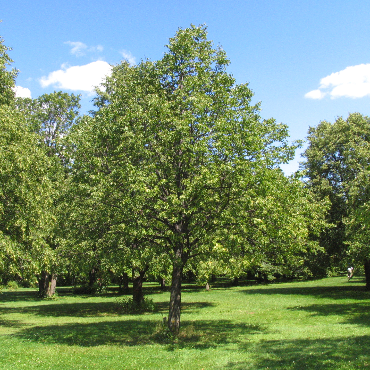 Quercus palustris - Multiplants