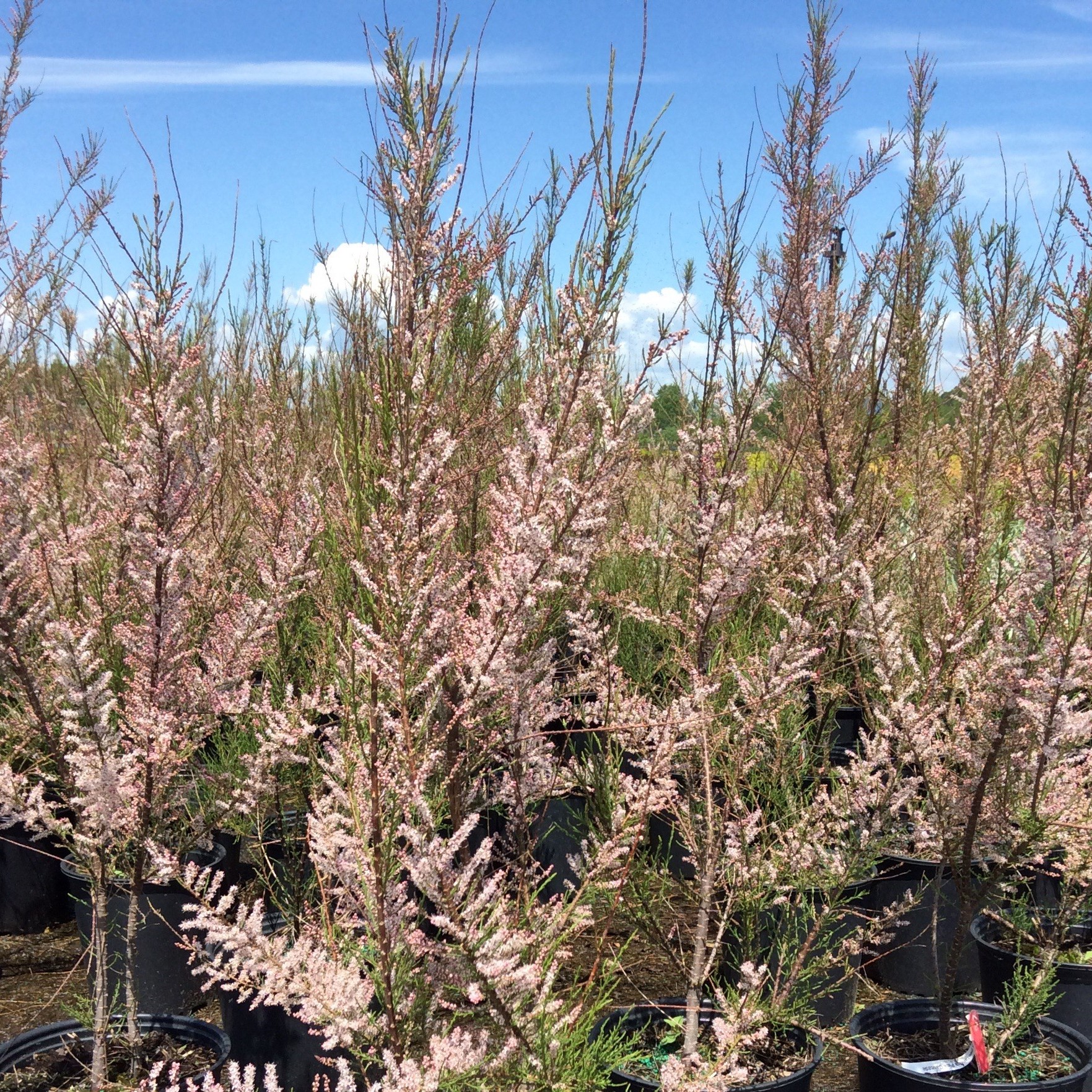 Hydrangea 'Endless Summer Summer Crush' - Multiplants
