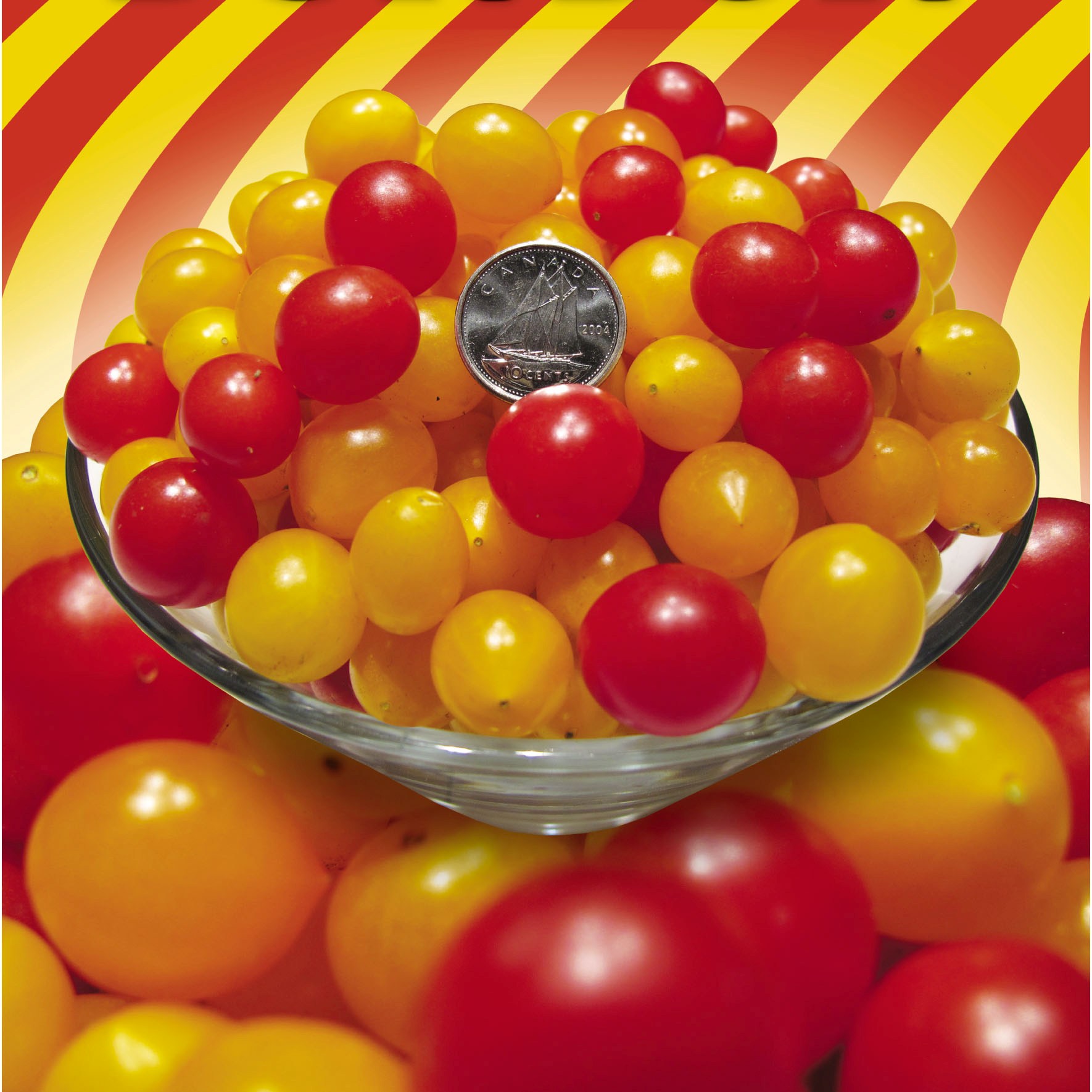 Tomatillo' Tomatoes - Multiplants