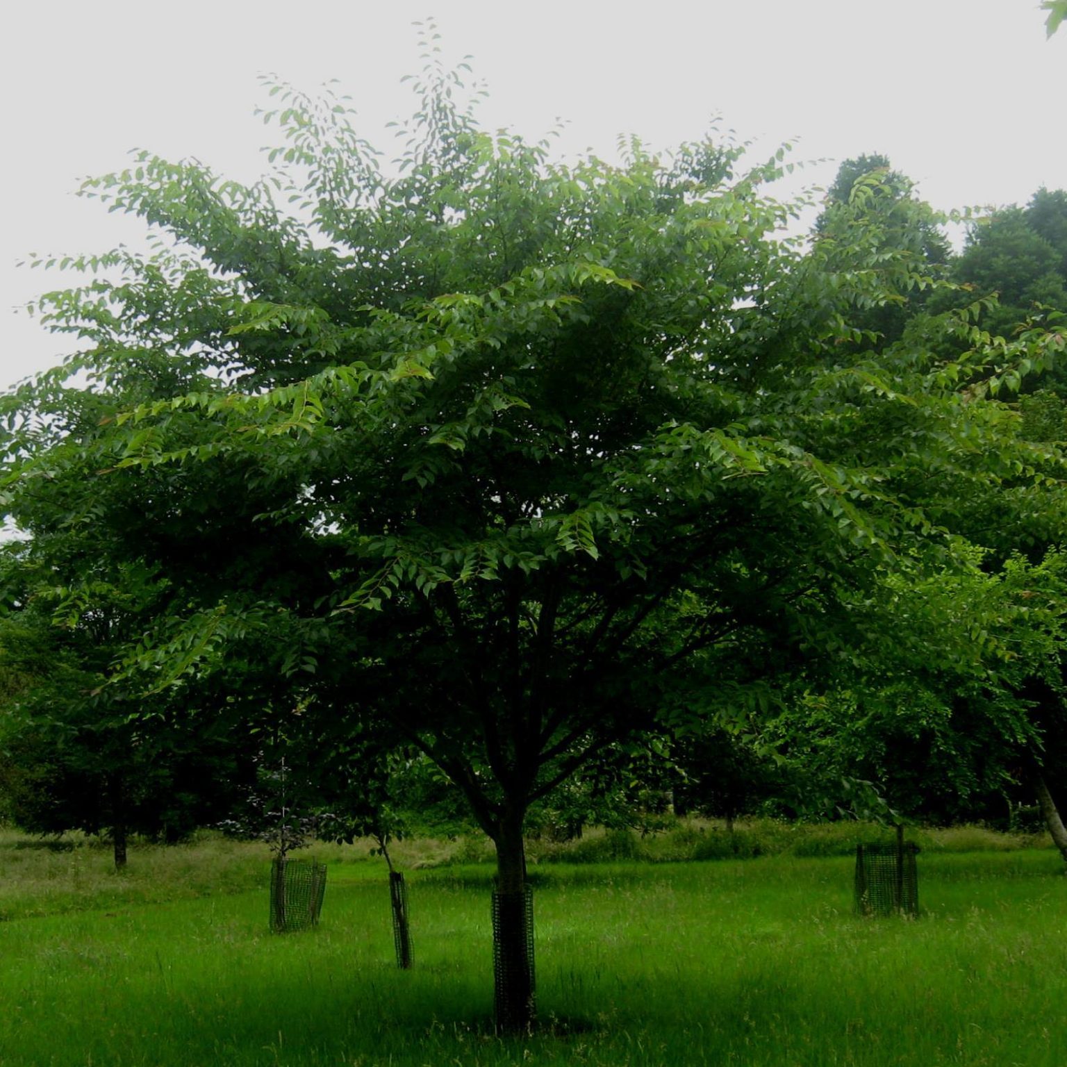 Populus deltoides 'Siouxland' - Multiplants