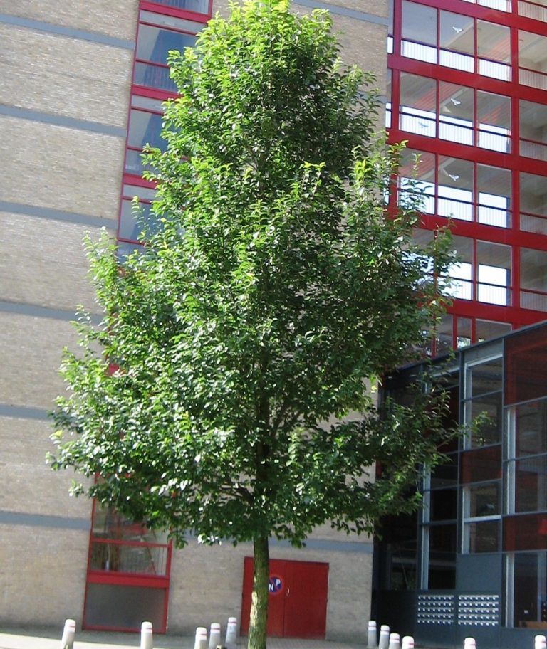 Ulmus 'New Horizon' - Multiplants