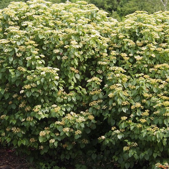 Viburnum dentatum ‘Autumn Jazz’ – Multiplants