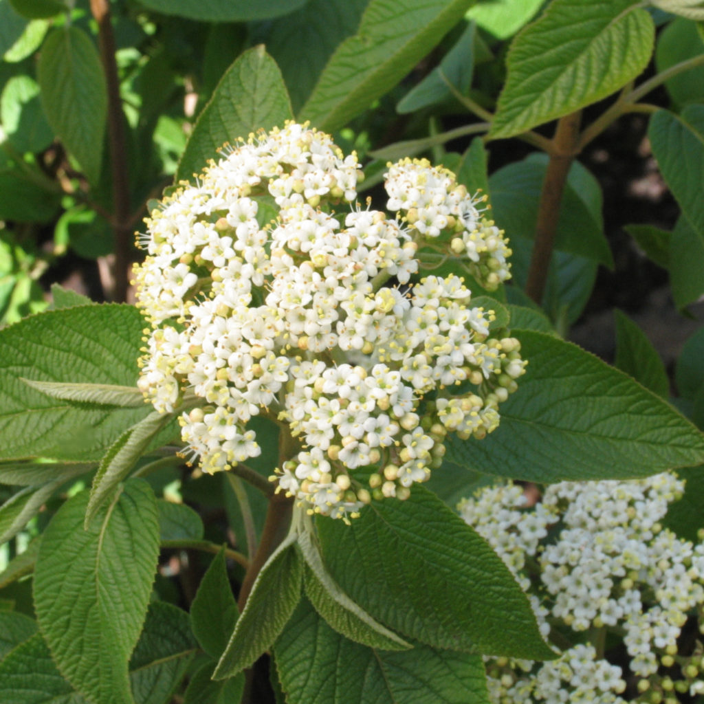 Viburnum lantana 'Mohican' - Multiplants
