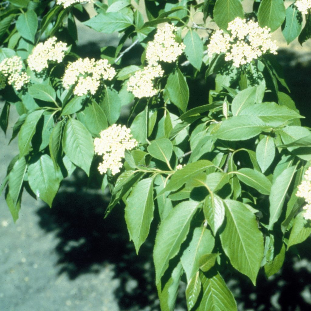 Viburnum lentago - Multiplants