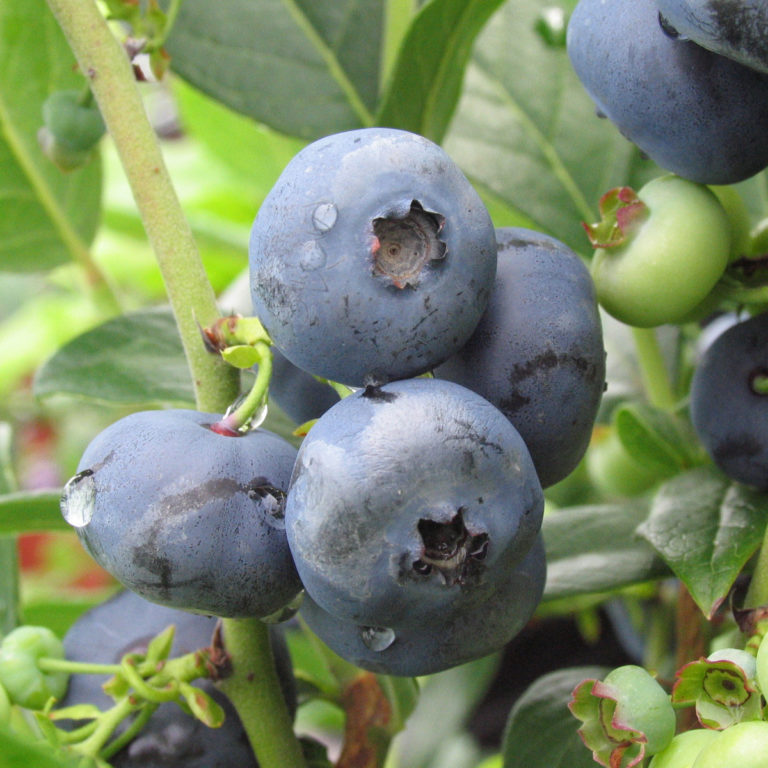 Vaccinium 'North Blue' - Multiplants