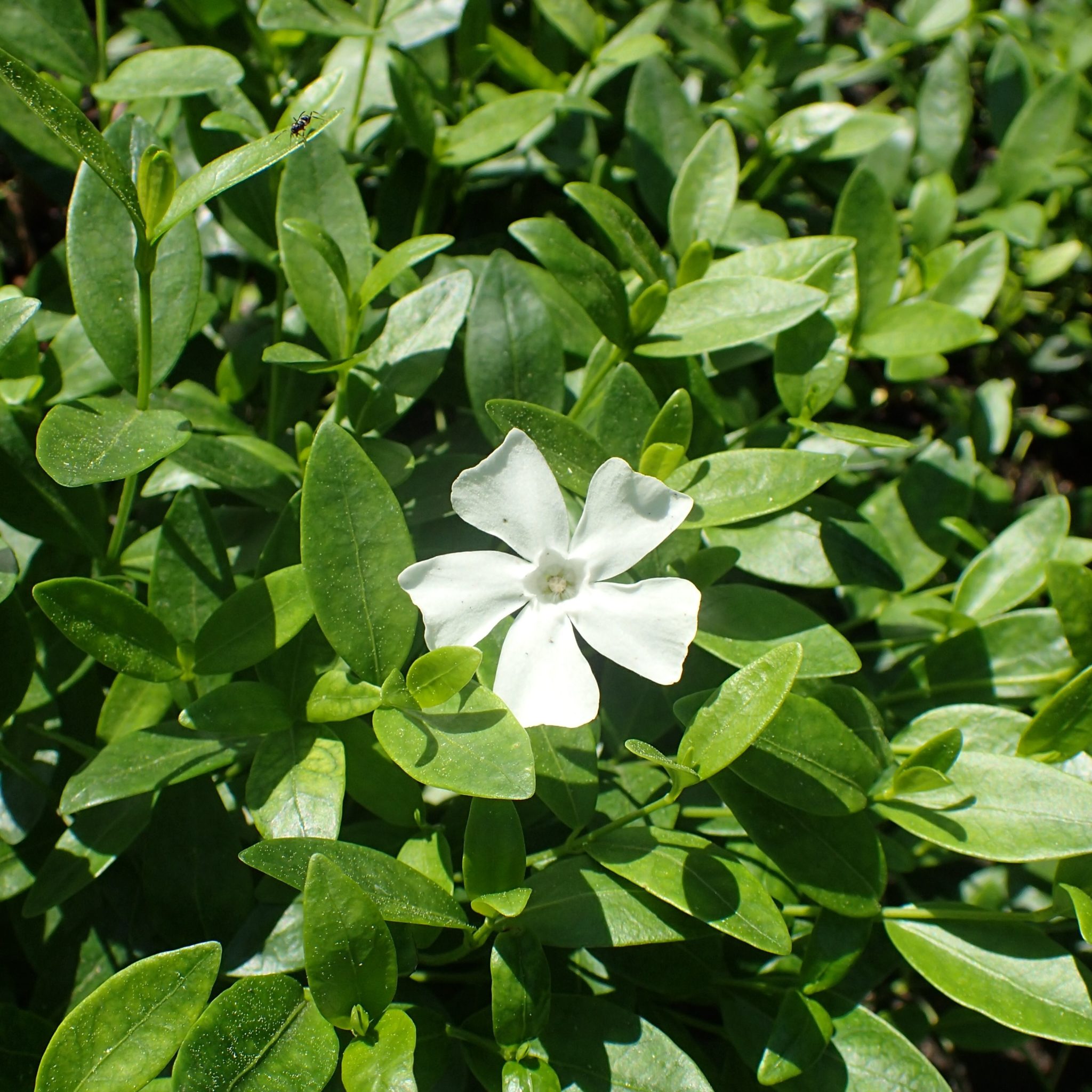 Vinca minor Alba - Multiplants