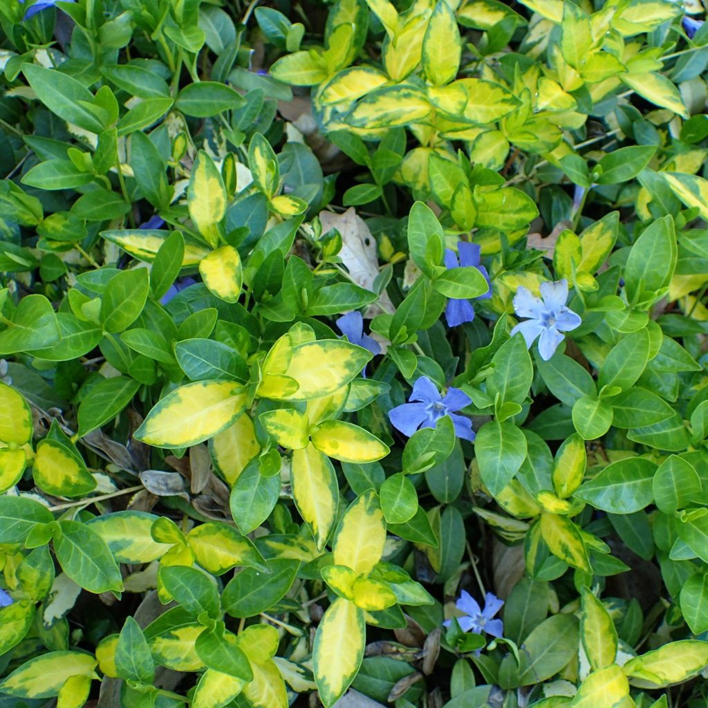 Vinca minor 'Illumination' - Multiplants