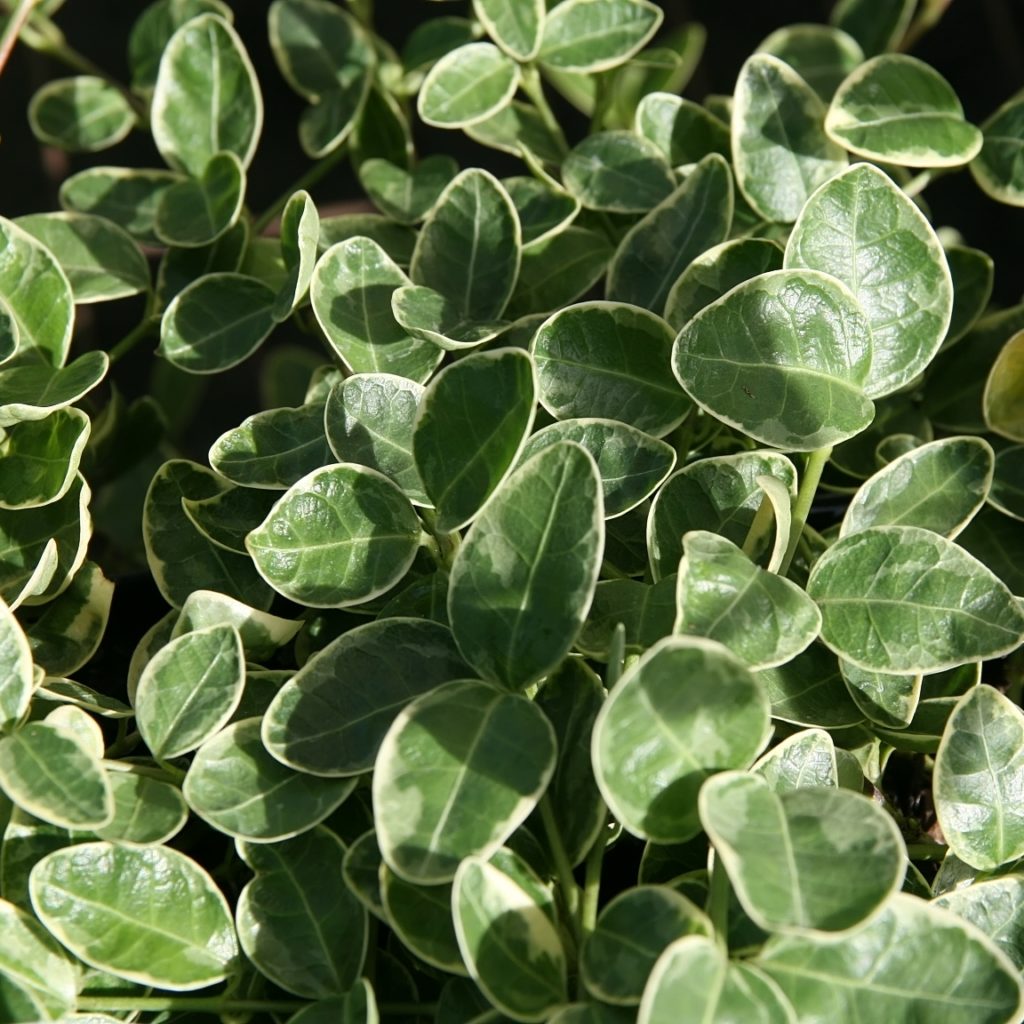 Vinca minor 'Sterling Silver' - Multiplants