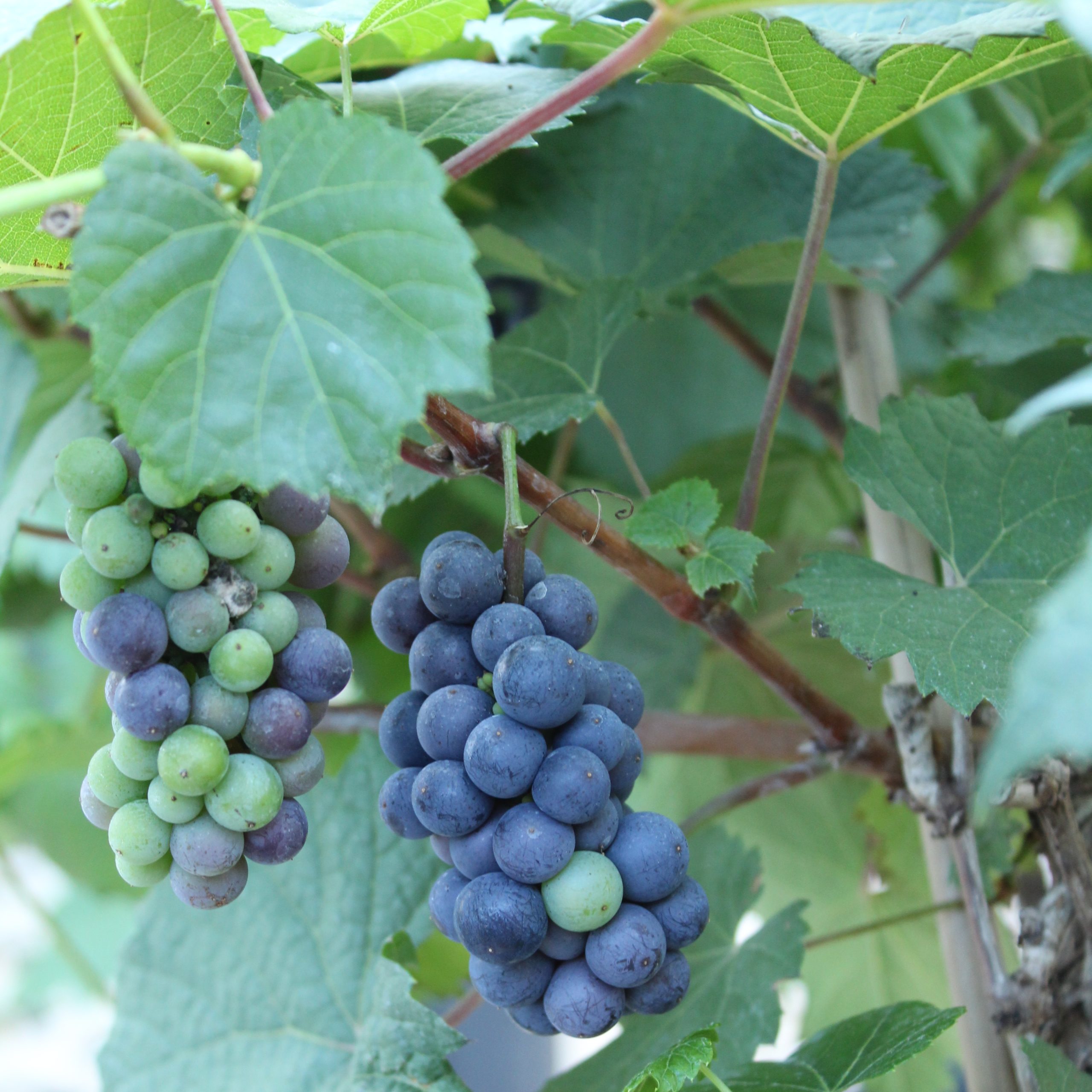 Vitis 'Marechal Foch' - Multiplants