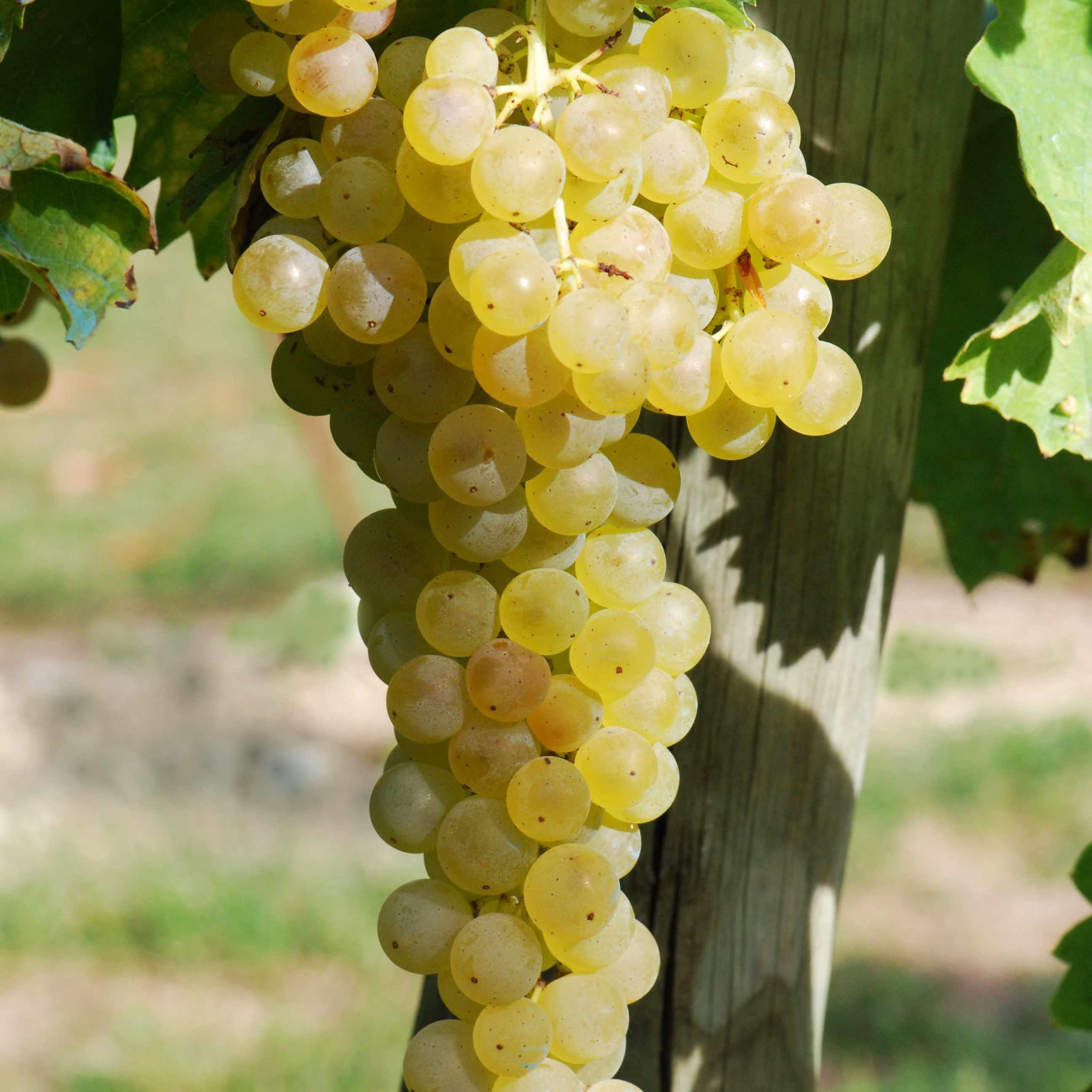 Vitis 'Osceola Muscat' - Multiplants