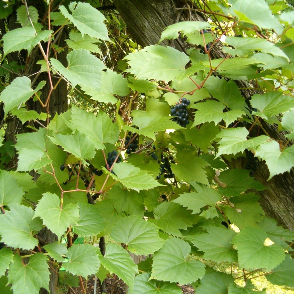 Vitis riparia - Multiplants
