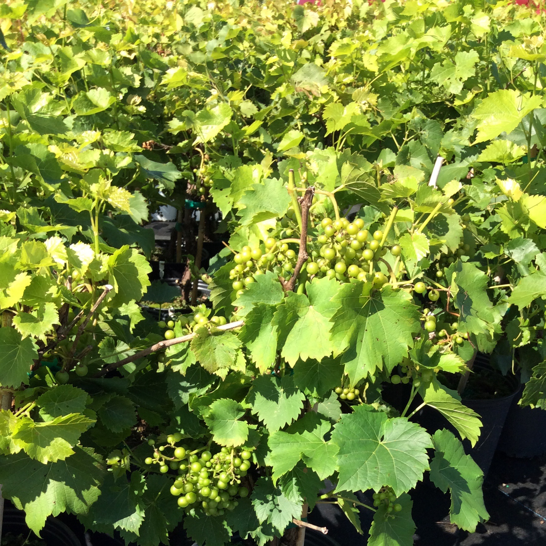 Ribes 'Little Ben' - Multiplants