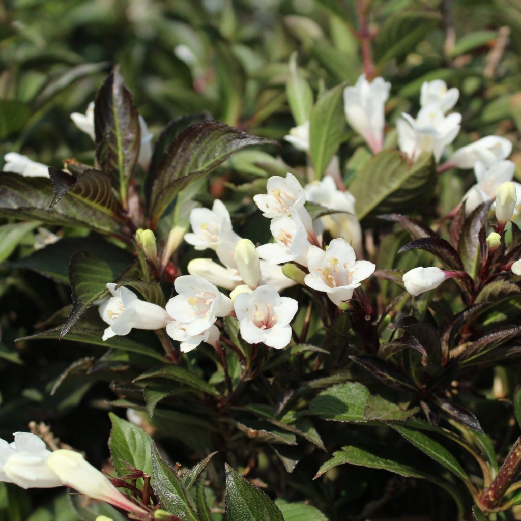 Weigela 'Black and White' - Multiplants