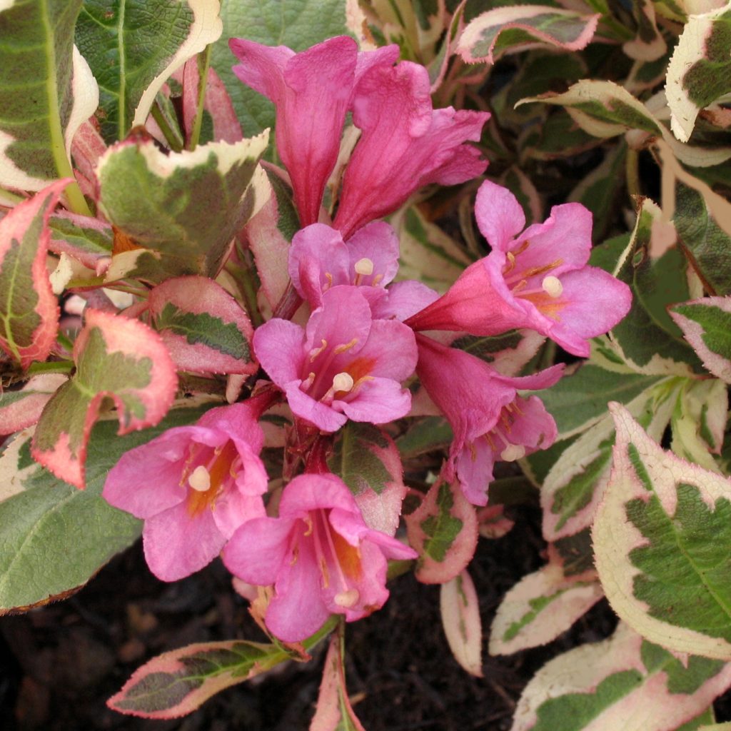 Hypericum ‘Blue Velvet’ – Multiplants