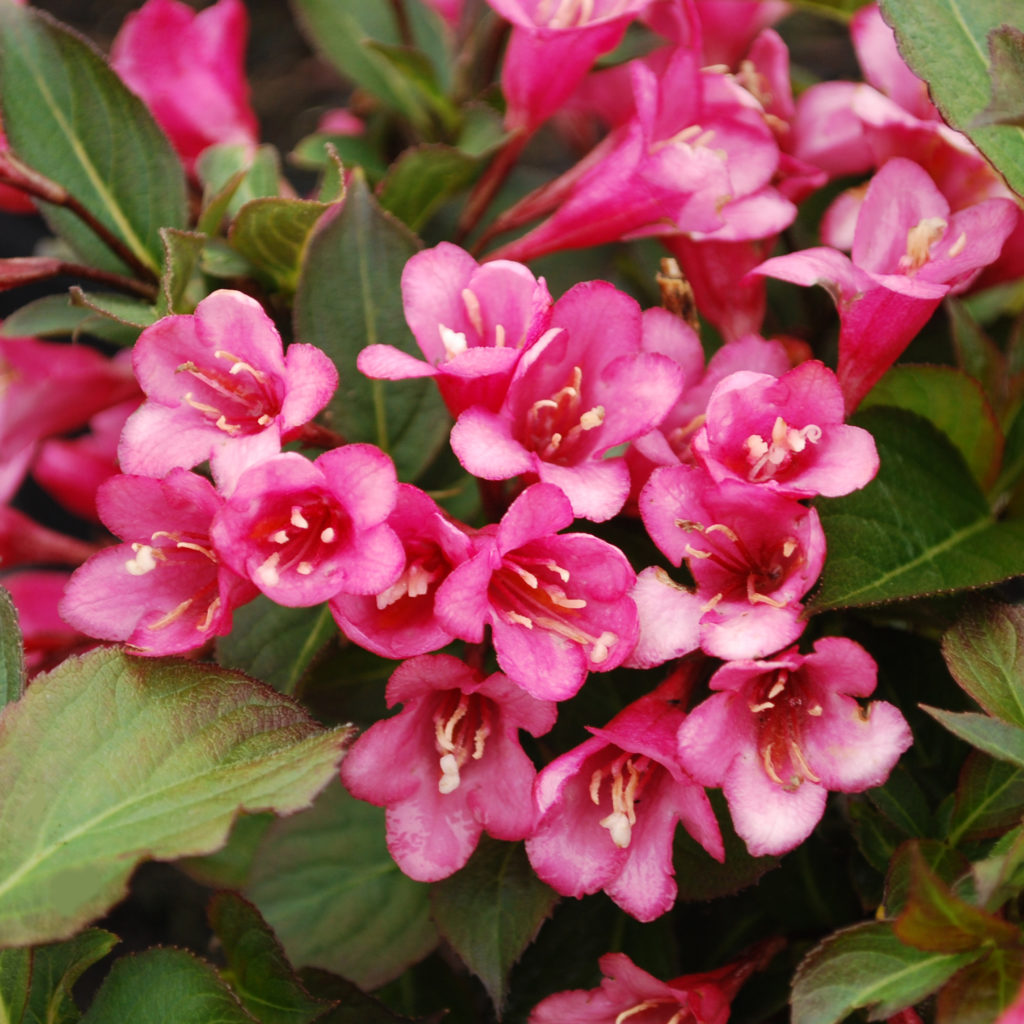 Weigela florida 'Vampire' - Multiplants