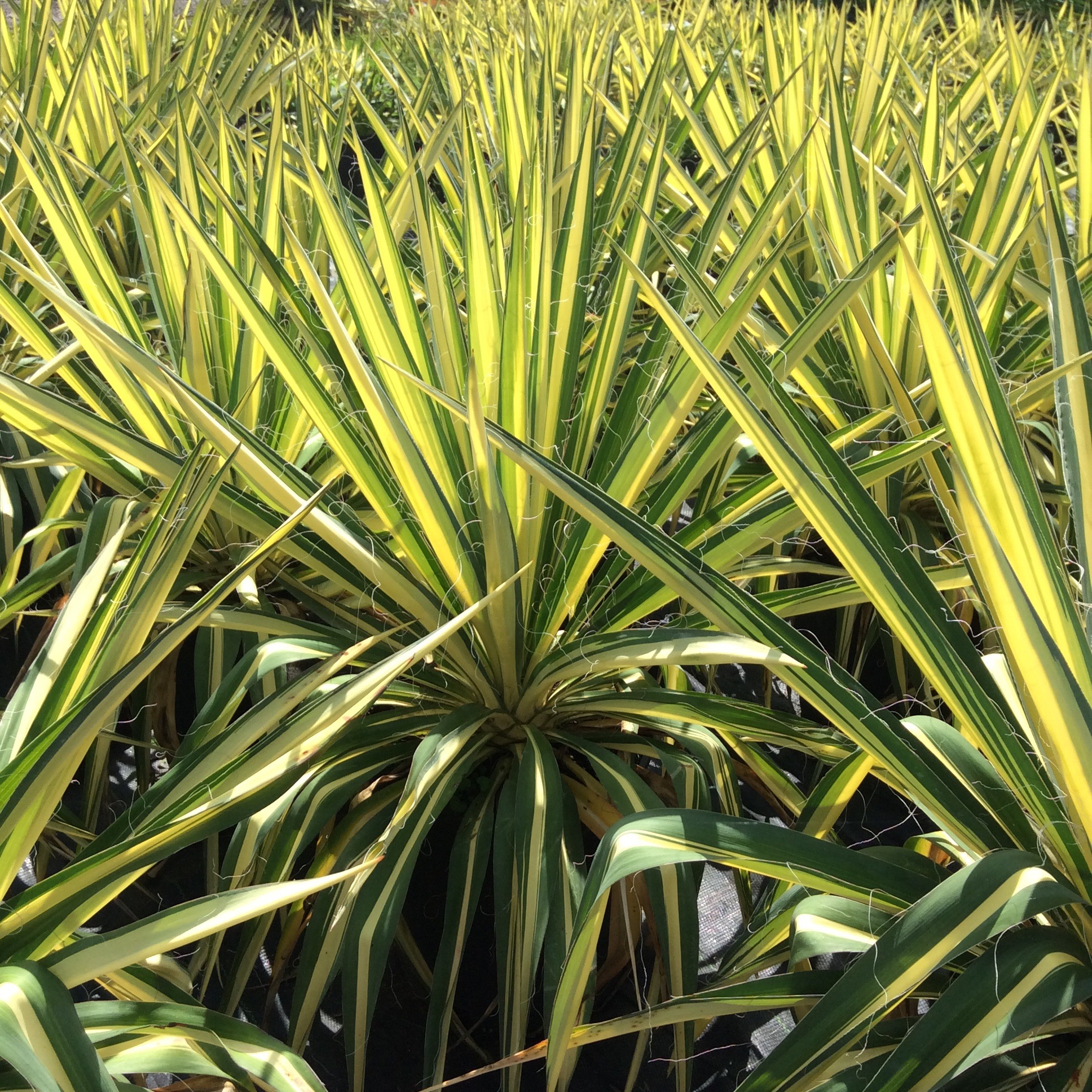 Yucca filamentosa 'Color Guard' - Multiplants