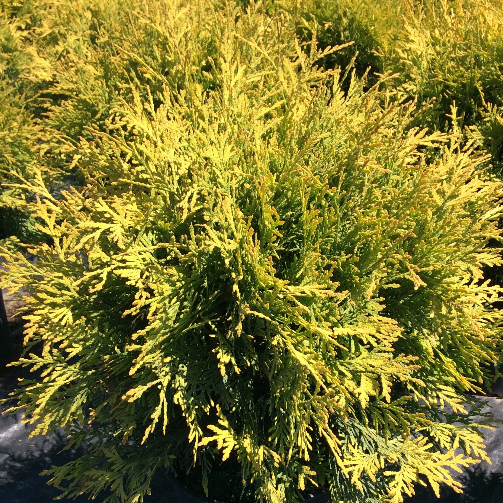 Thuja ‘Golden Globe’ – Multiplants