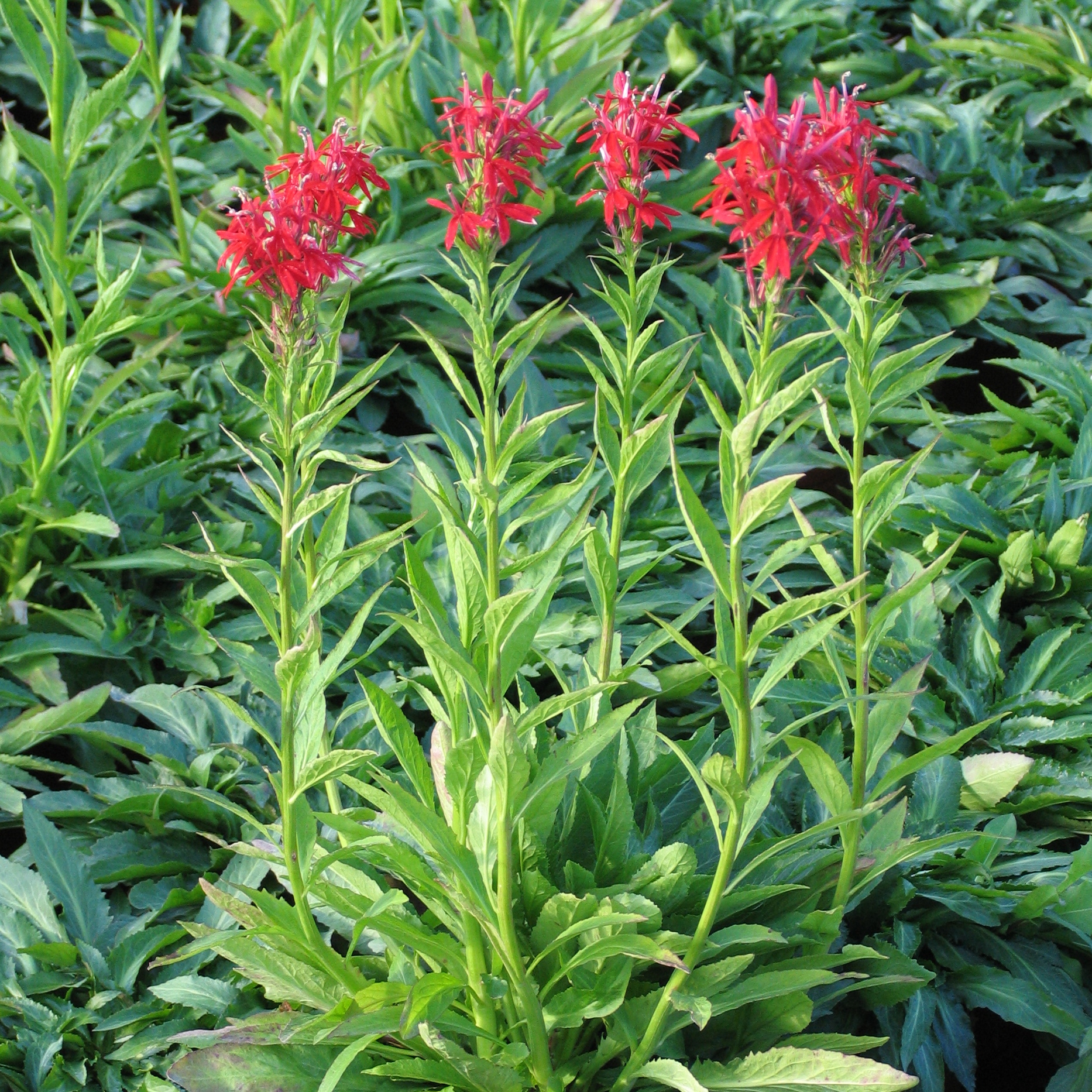 Lobelia cardinalis – Multiplants