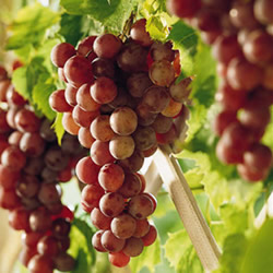 Vitis ‘Suffolk’ – Multiplants