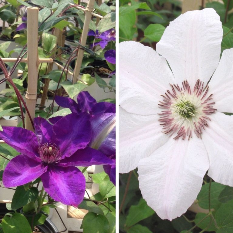 Clematis 2-1 ‘The President / John Paul II’ – Multiplants