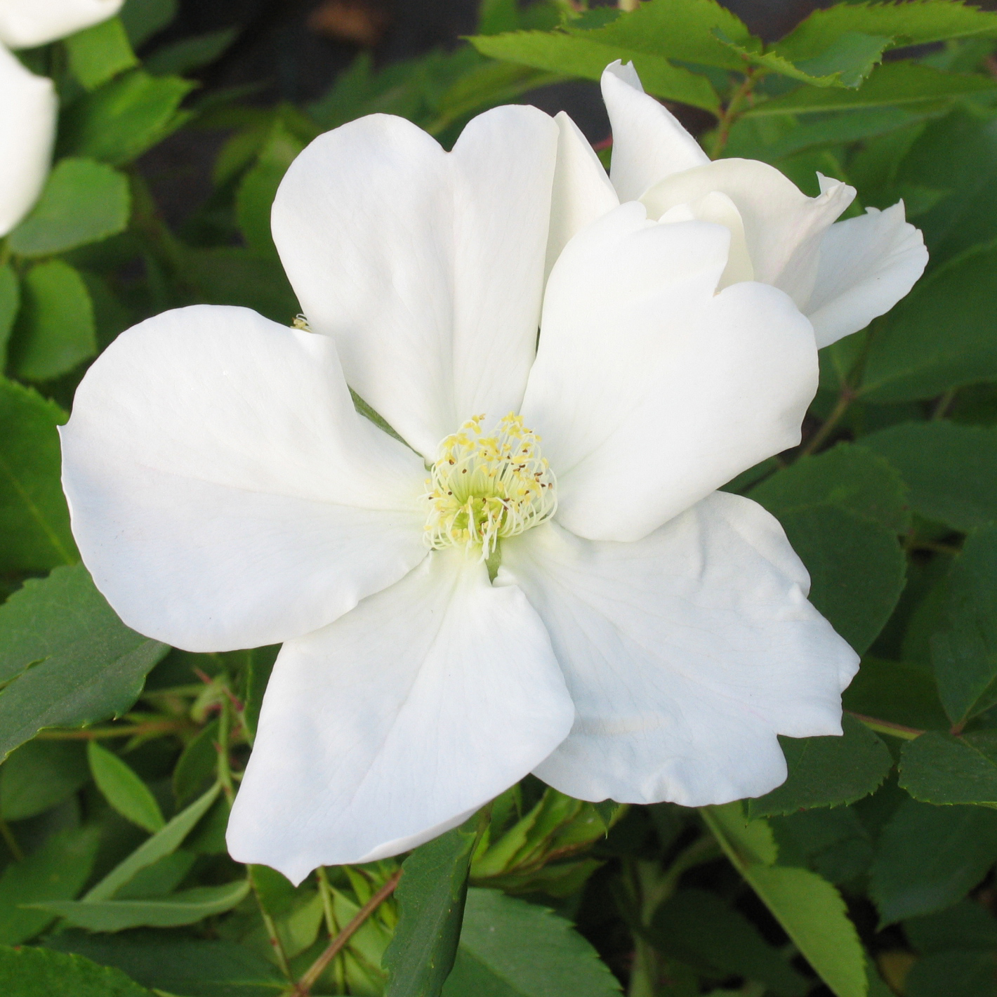 Rosa ‘Morden Snowbeauty’ – Multiplants