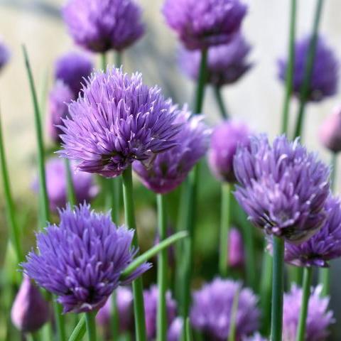 Allium schoenoprasum 'Purple One' - Multiplants