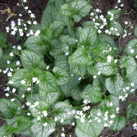 Brunnera macrophylla ‘Mr Morse’ – Multiplants