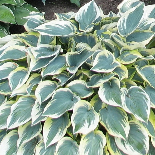 Hosta ‘First Frost’ – Multiplants