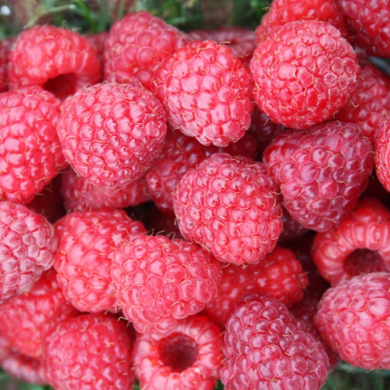 Rubus ‘Prelude’ – Multiplants