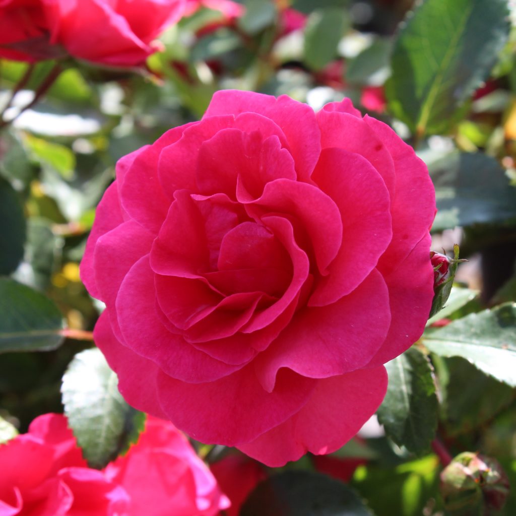 Rosa 'Morden Amorette' - Multiplants