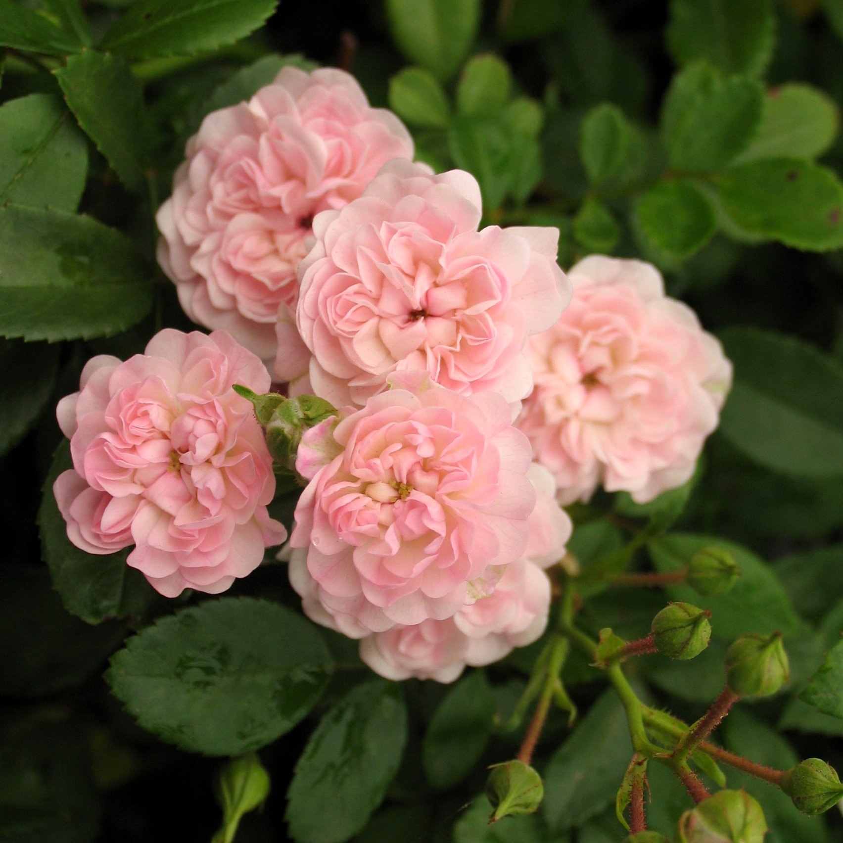 Rosa 'The Fairy' - Multiplants