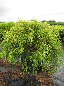 Chamaecyparis pisifera ‘Sungold’ – Multiplants