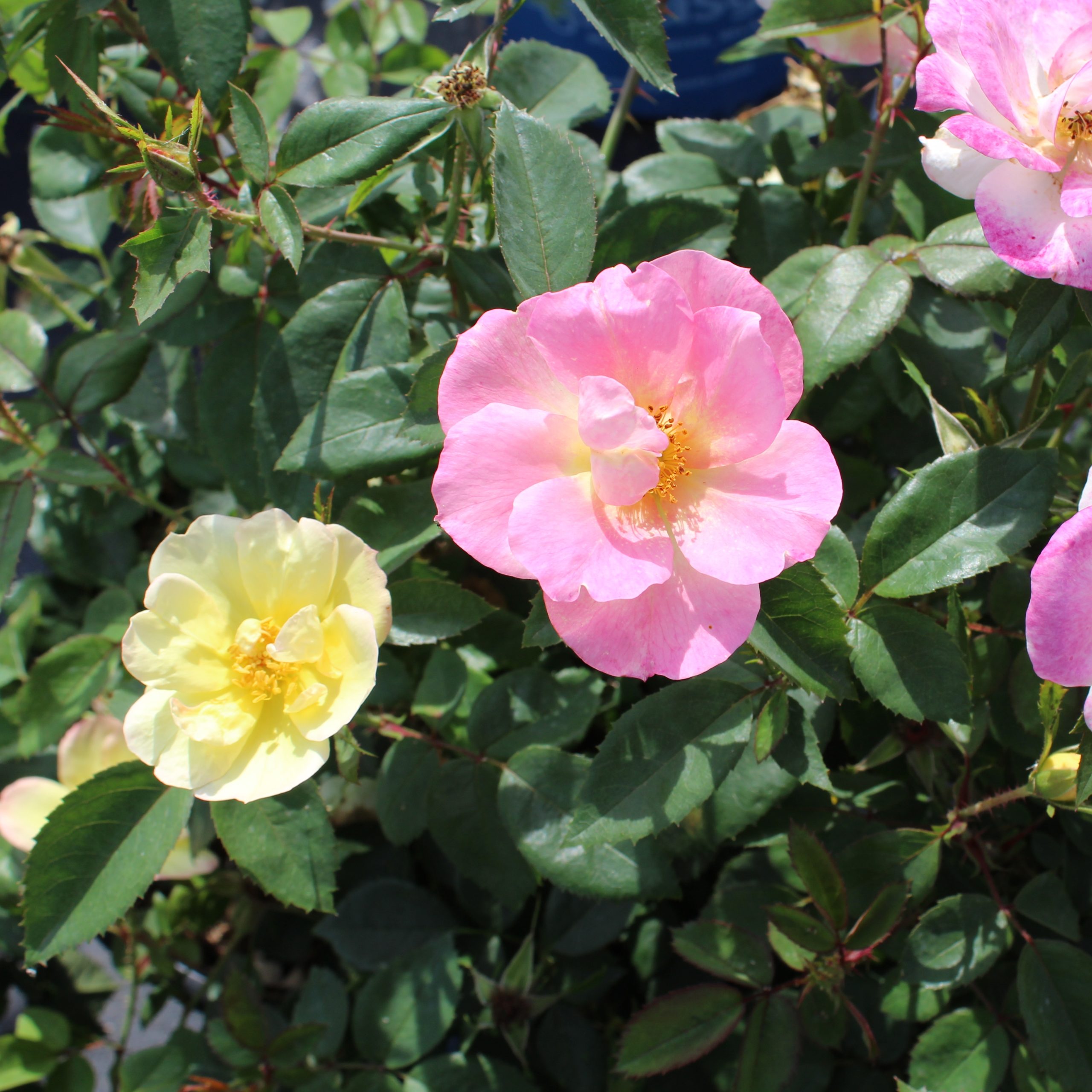 Rosa ‘Peach Lemonade’ – Multiplants