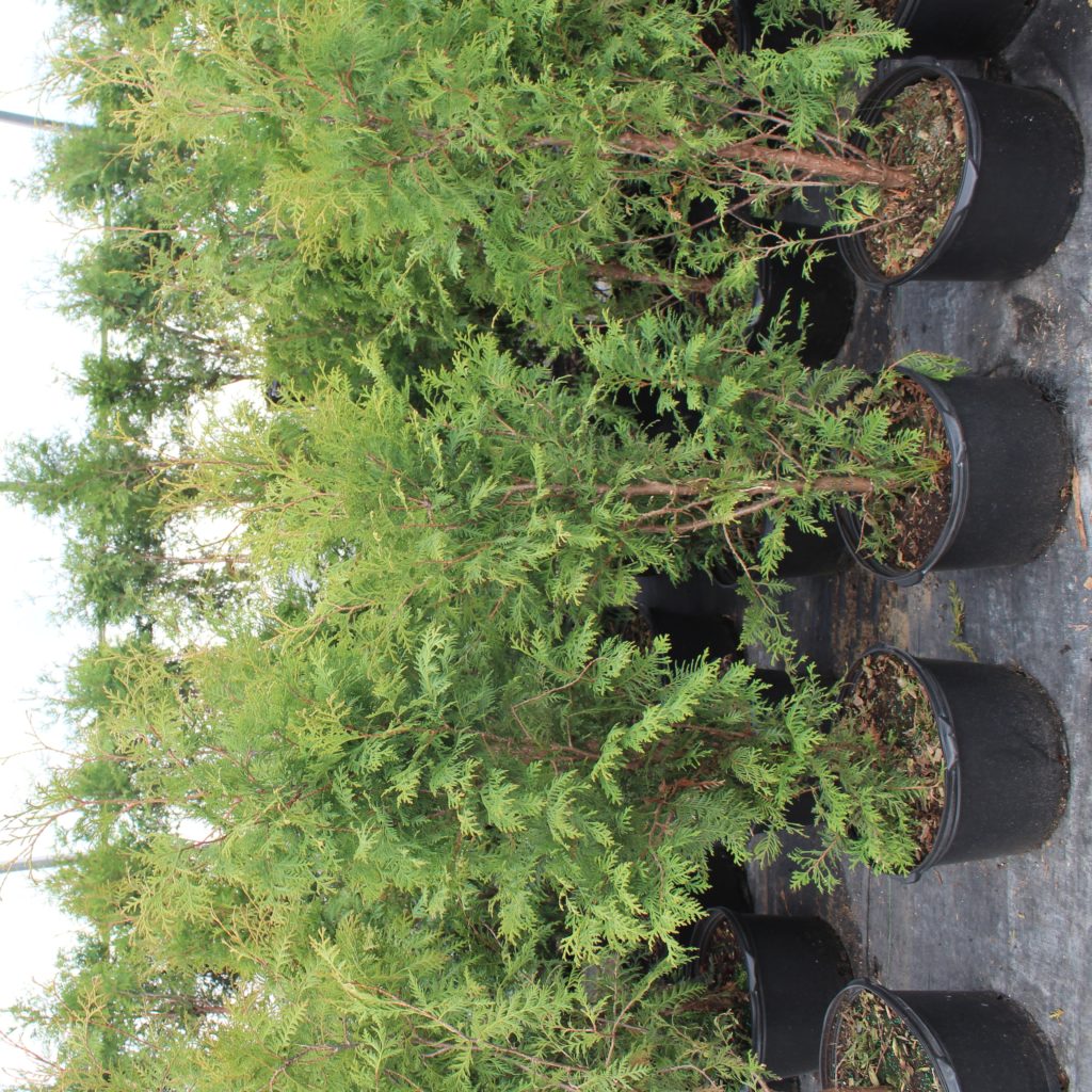 Thuja 'Nigra Second #2' - Multiplants