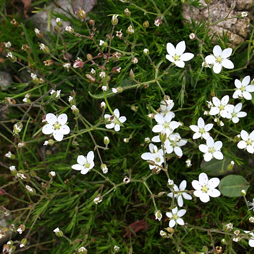 Arenaria verna – Multiplants