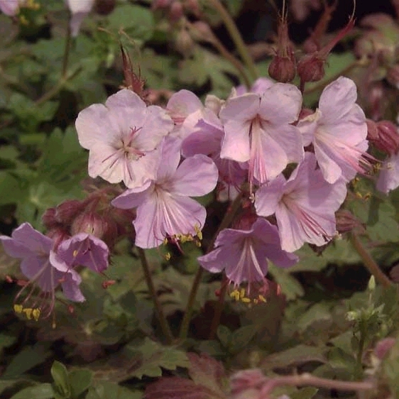 Geranium macrorrhizum ‘Ingwersen’s Variety’ – Multiplants