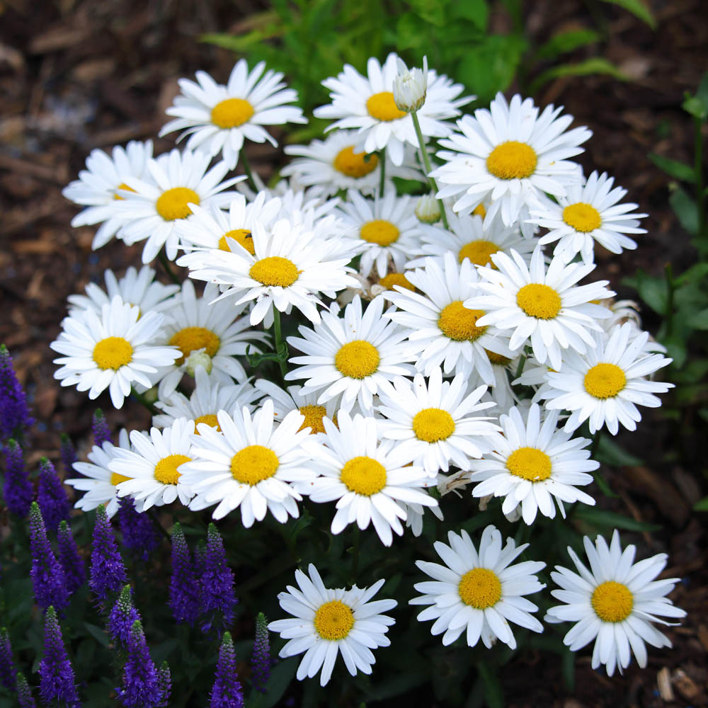 Leucanthemum superbum ‘Dwarf Snow Lady’ – Multiplants